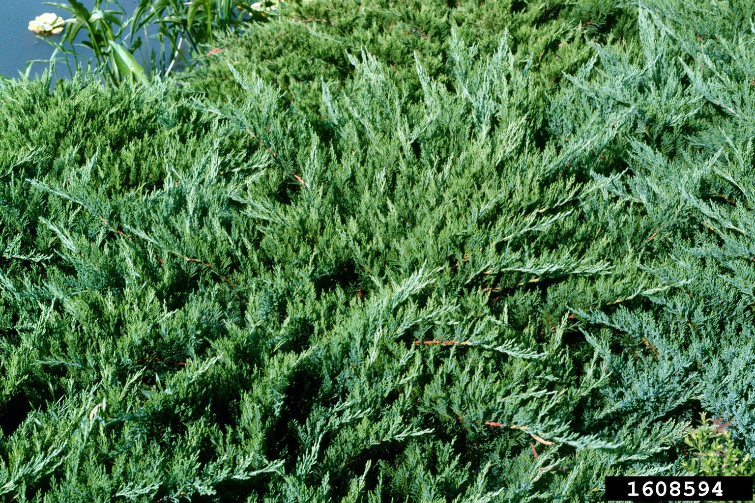savin (Juniperus sabina)