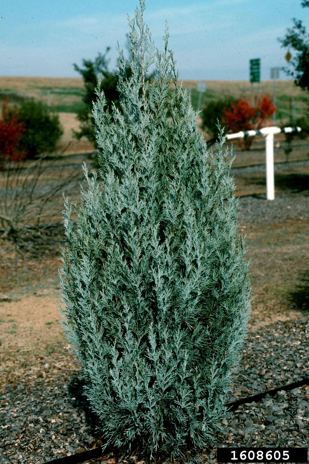 Rocky Mountain juniper (Juniperus scopulorum)