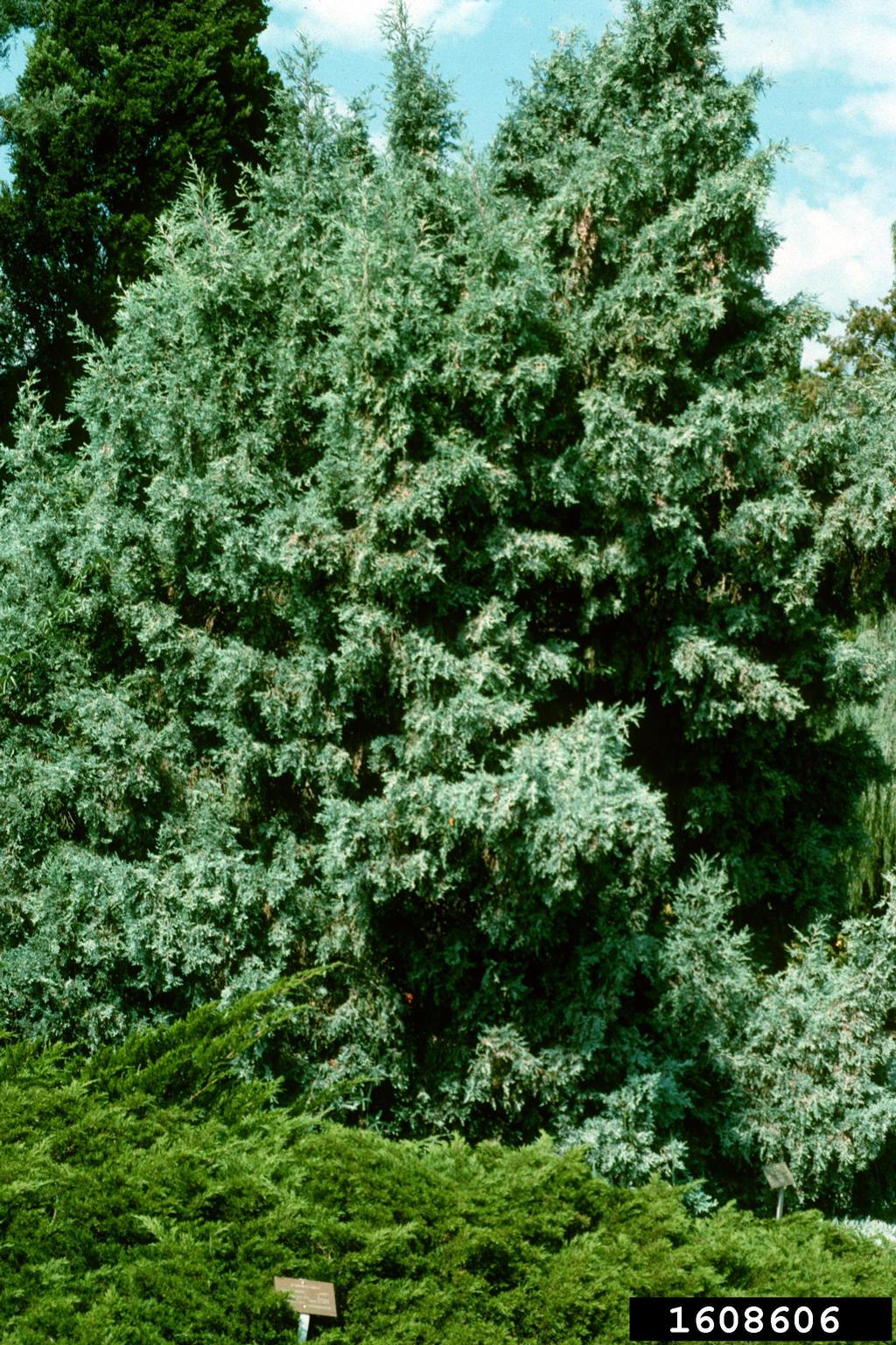 Rocky Mountain juniper (Juniperus scopulorum)