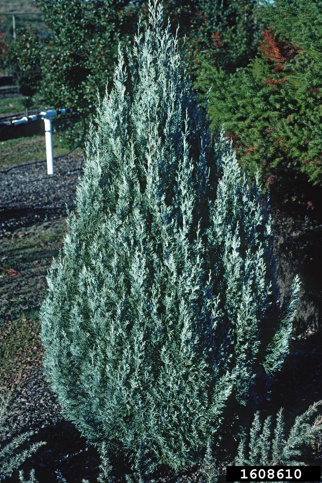 Rocky Mountain juniper (Juniperus scopulorum Sarg.)