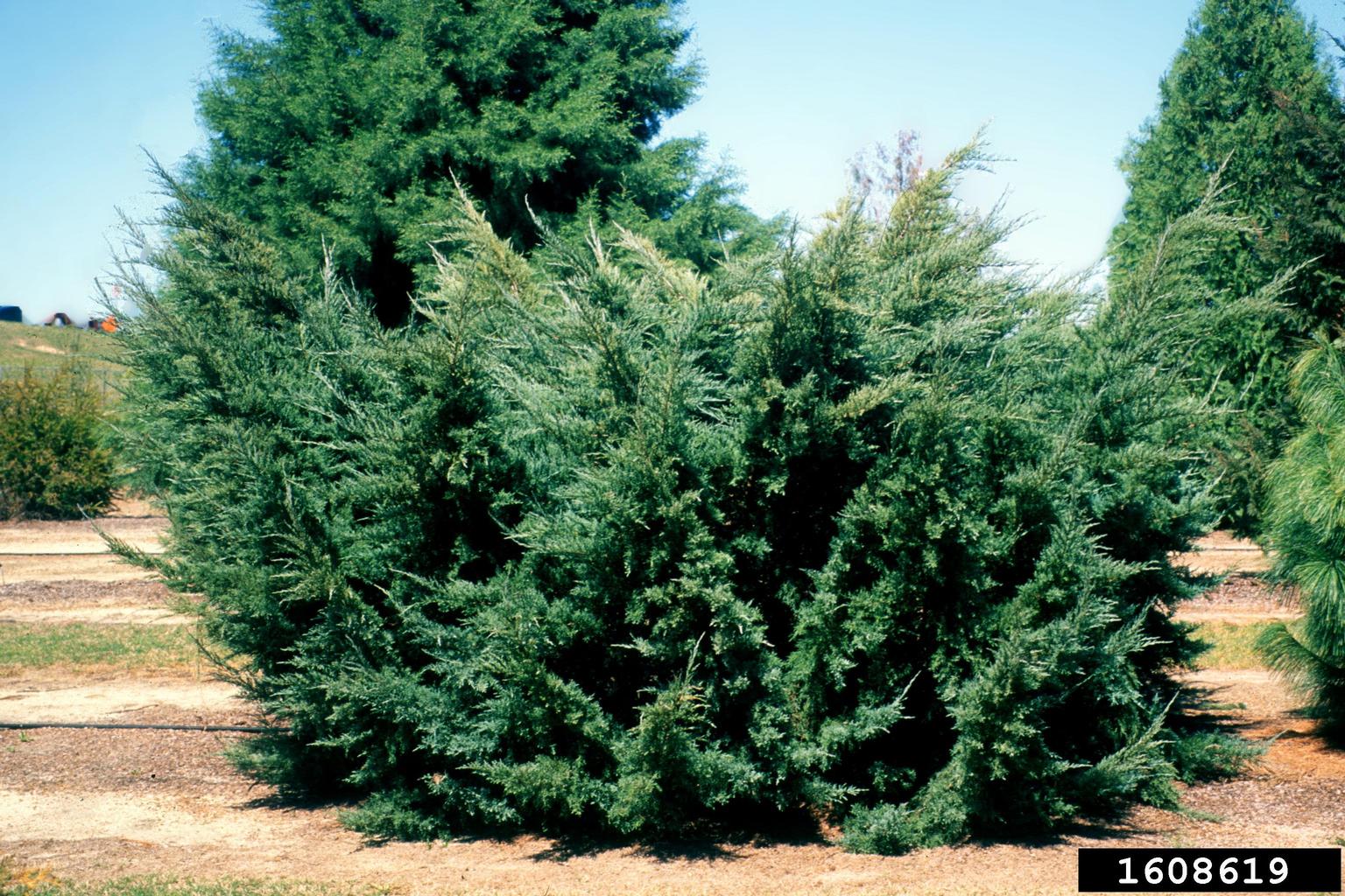 eastern redcedar (Juniperus virginiana L.)