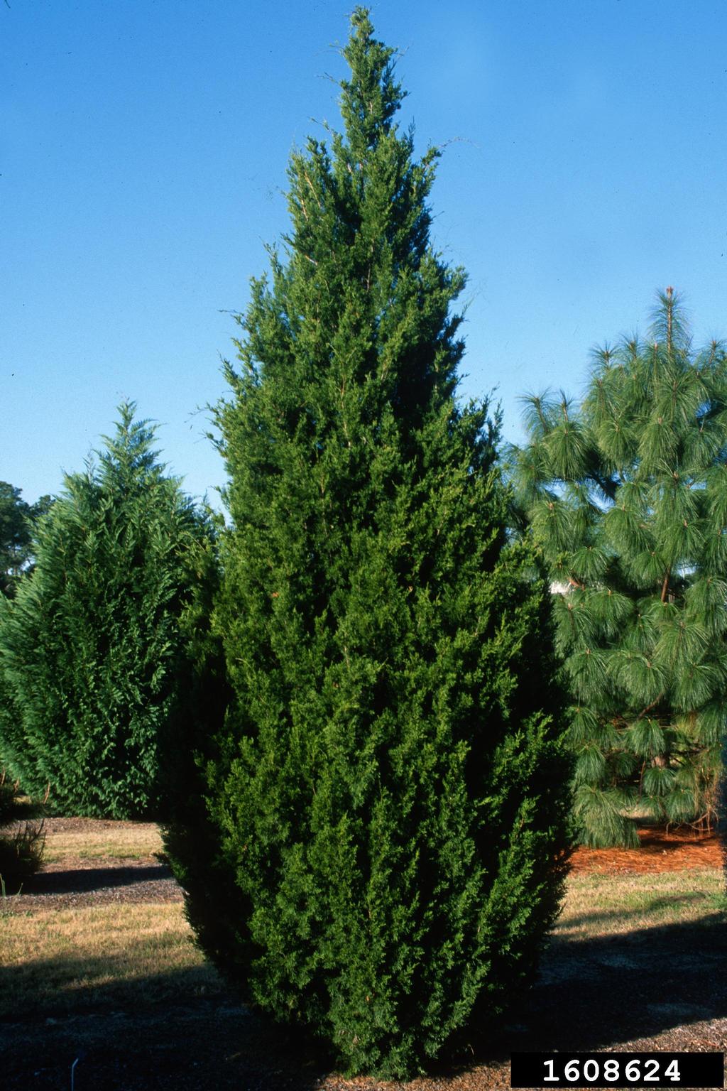 eastern redcedar (Juniperus virginiana)