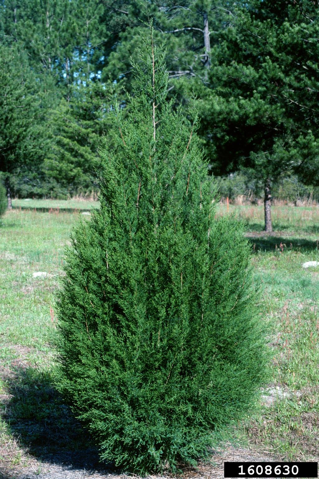 eastern redcedar (Juniperus virginiana L.)