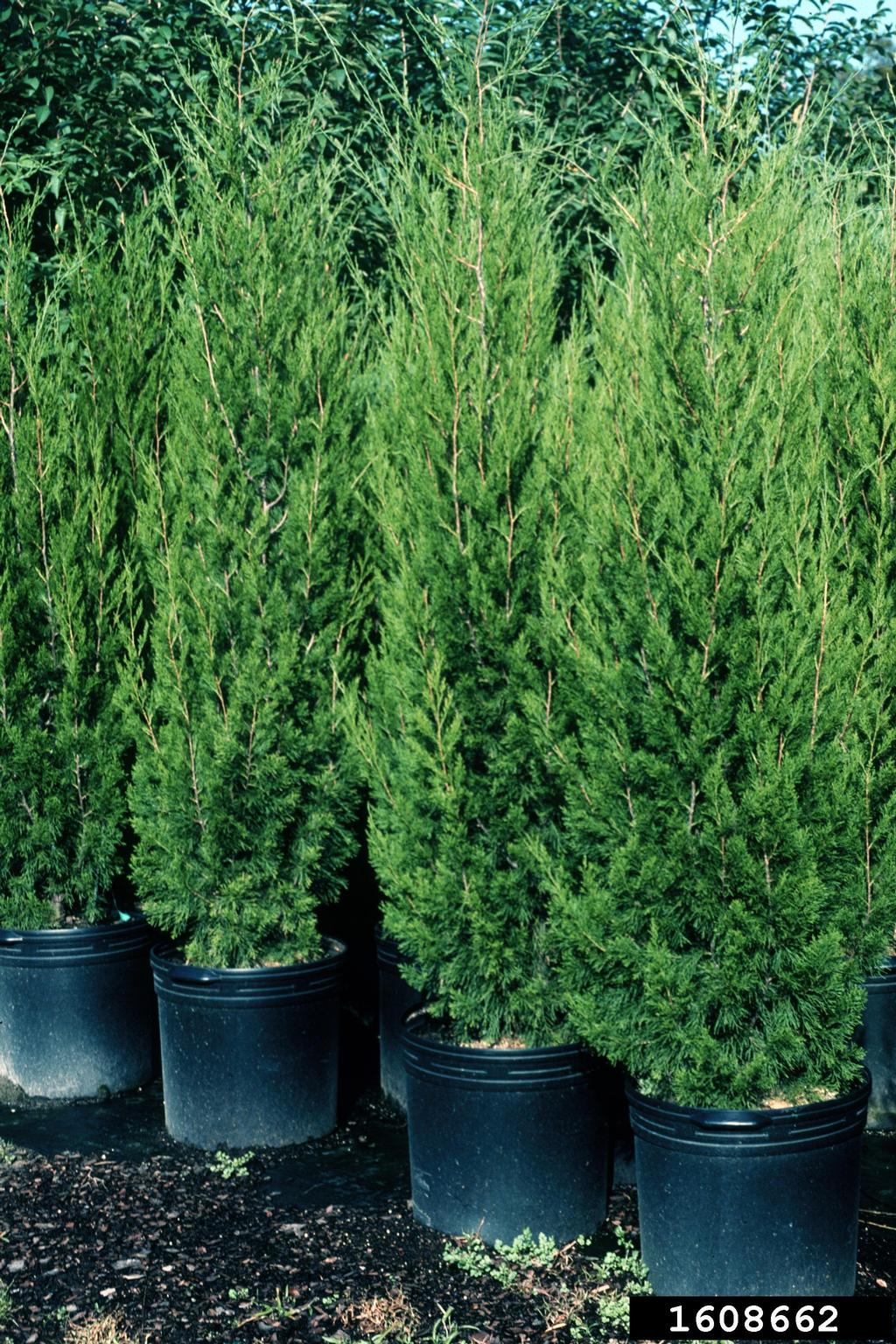 eastern redcedar, Juniperus virginiana (Pinales: Cupressaceae) - 1608662