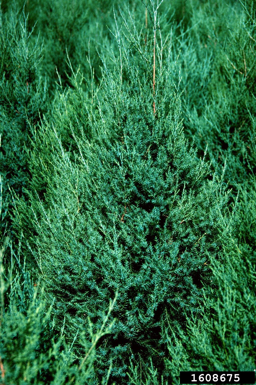 eastern redcedar (Juniperus virginiana L.)