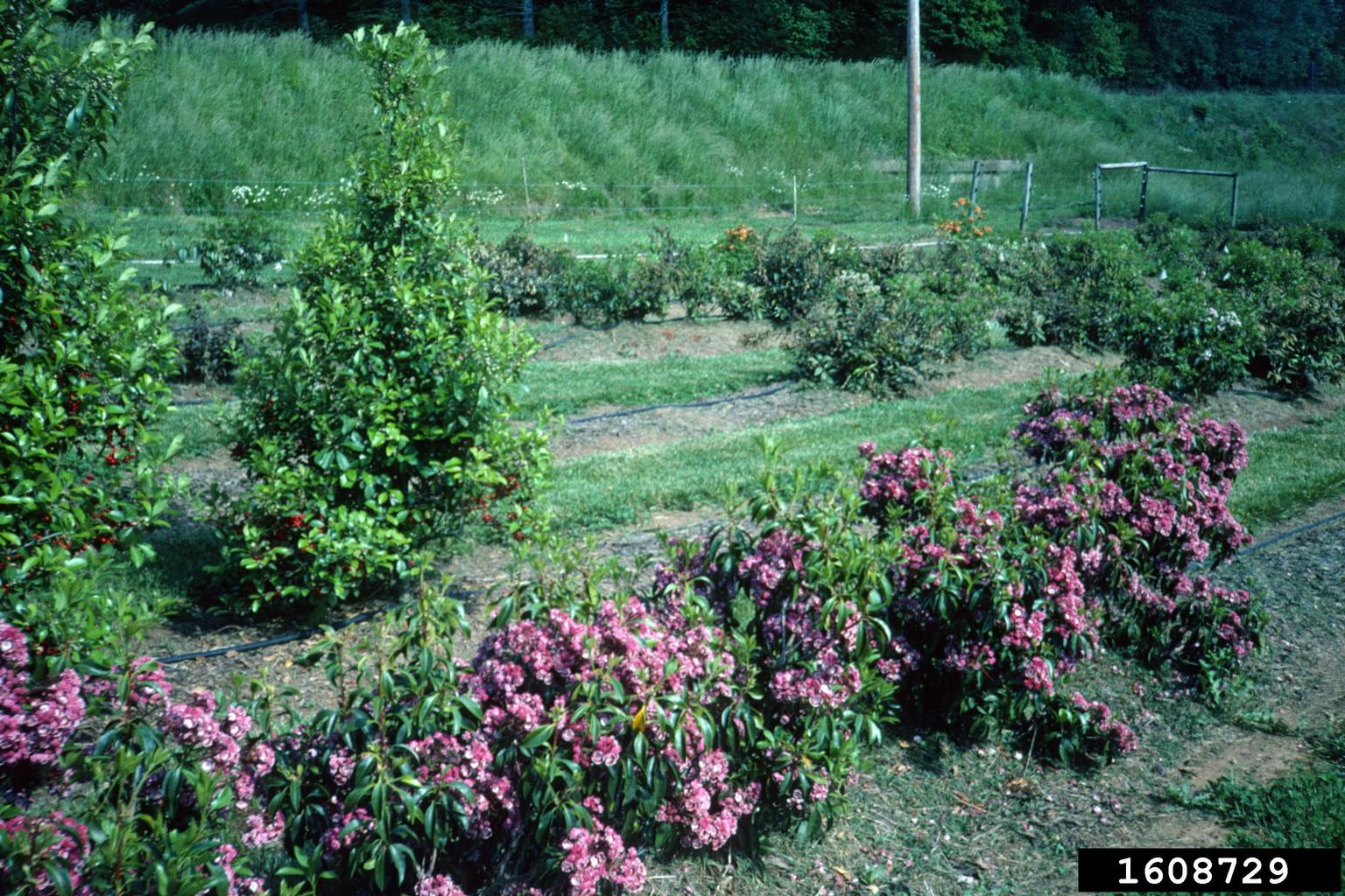 mountain laurel (Kalmia latifolia Linnaeus)