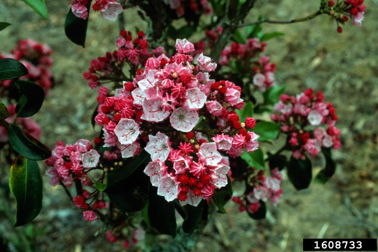 mountain laurel (Kalmia latifolia)