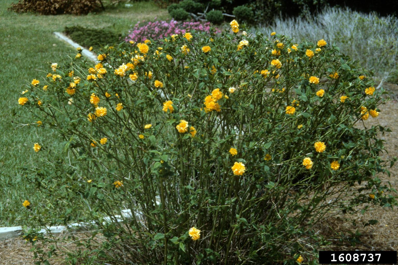 Japanese rose (Kerria japonica (L.) DC.)