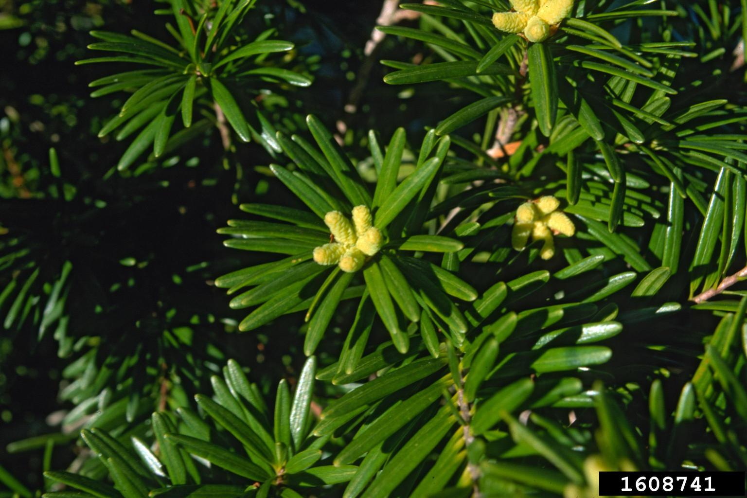 keteleeria (Keteleeria davidiana (Bertrand) Beissn.)