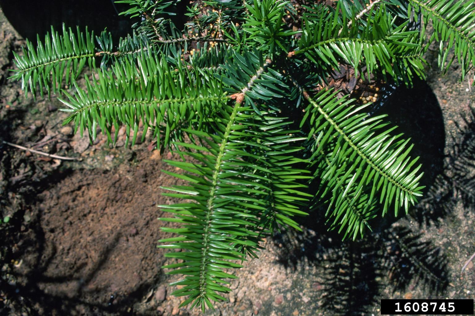 keteleeria (Keteleeria davidiana)