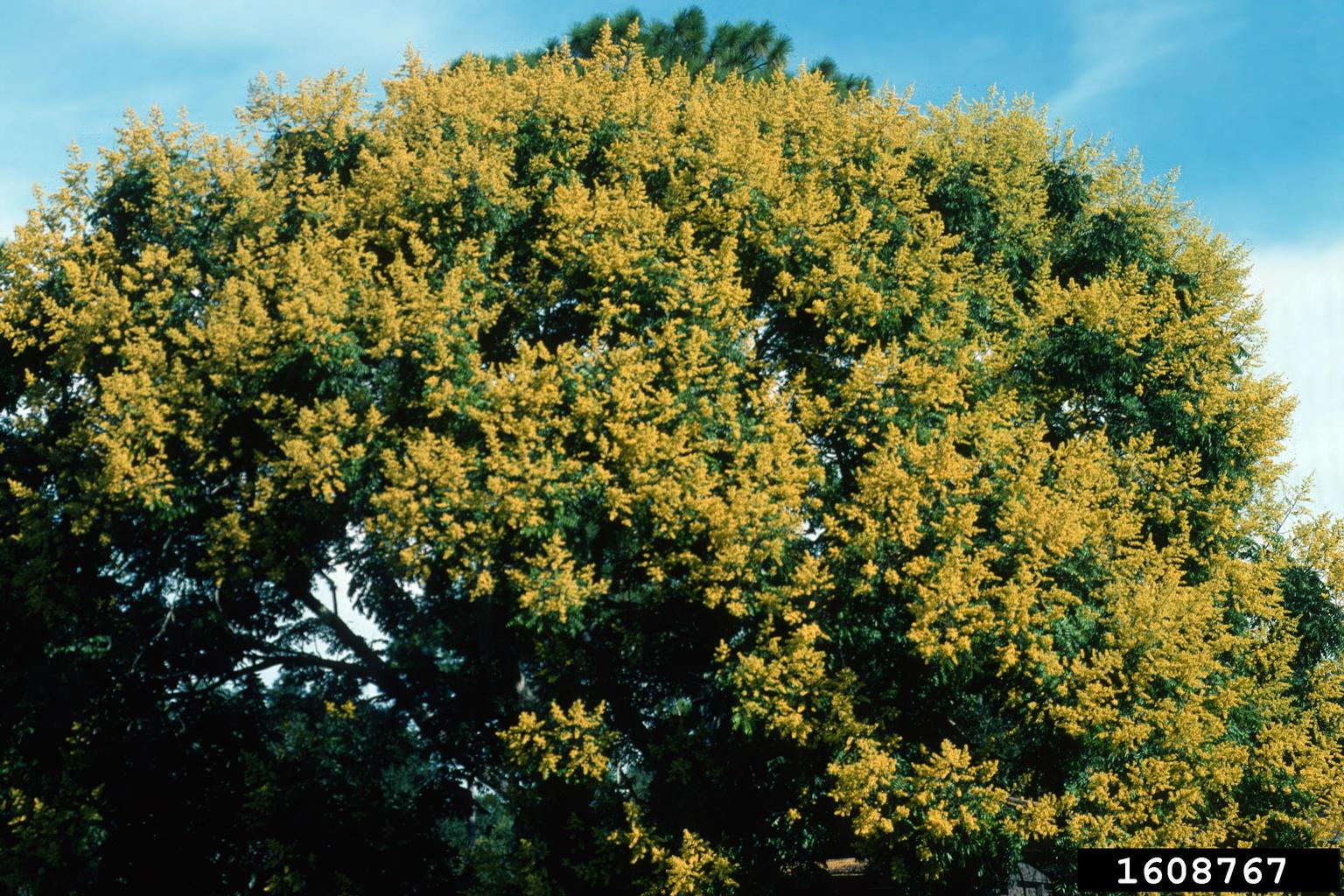 flamegold (Koelreuteria elegans ssp. formosana (Hayata) F.G. Mey.)