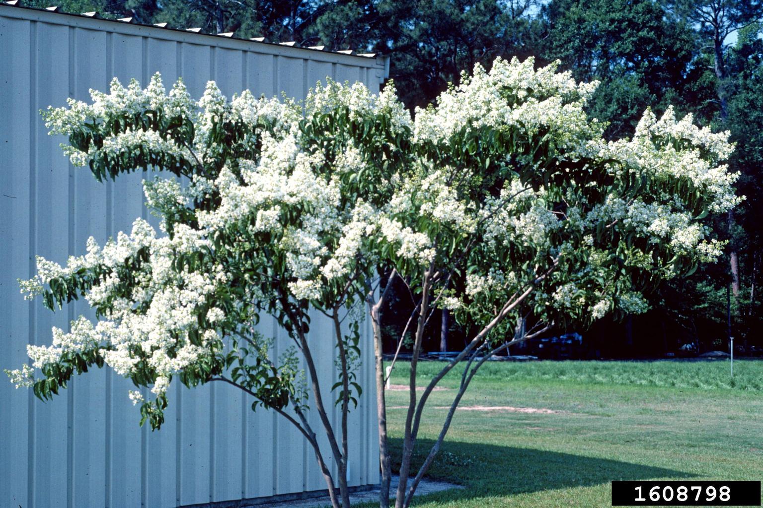 lagerstroemia, Lagerstroemia subcostata var. fauriei (Myrtales ...