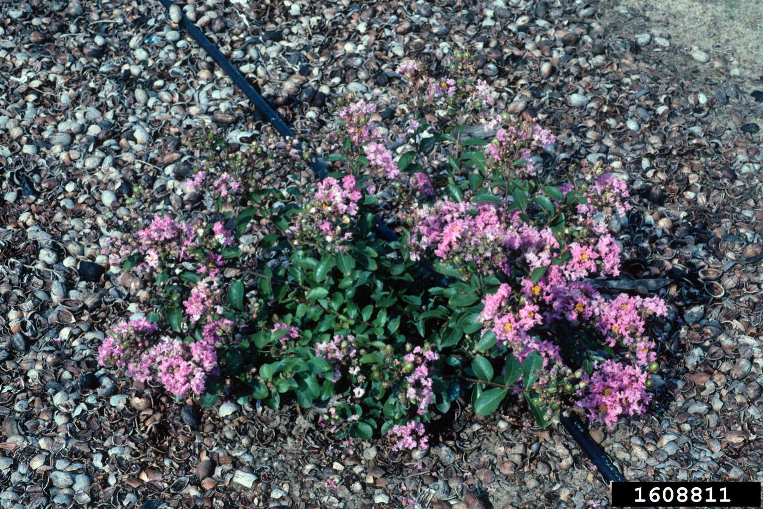 crapemyrtle, Lagerstroemia indica (Myrtales: Lythraceae) - 1608811