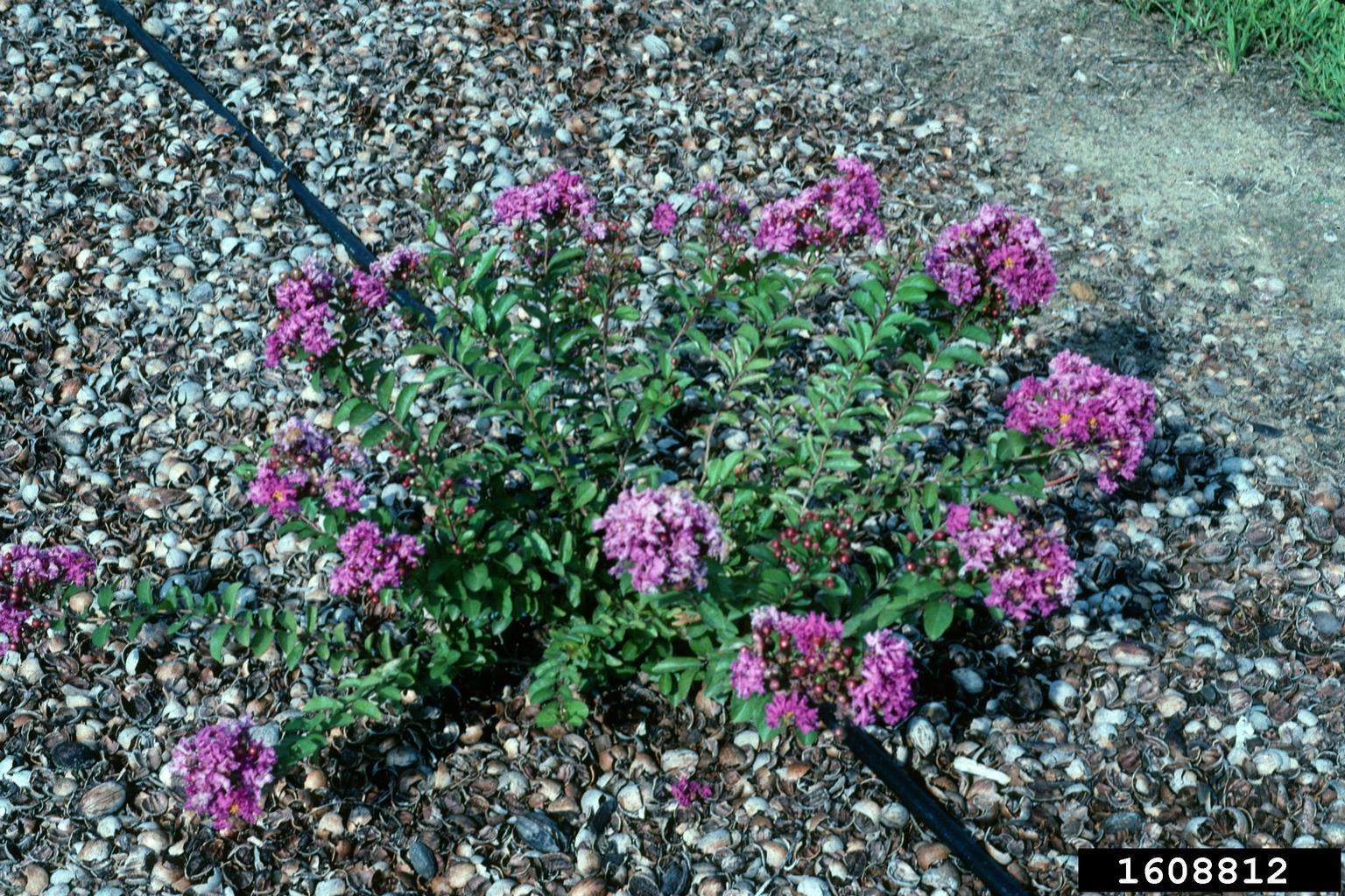 crapemyrtle (Lagerstroemia indica)