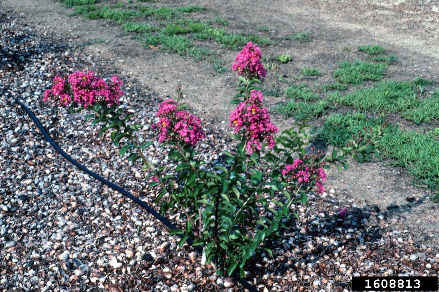 crapemyrtle (Lagerstroemia indica)