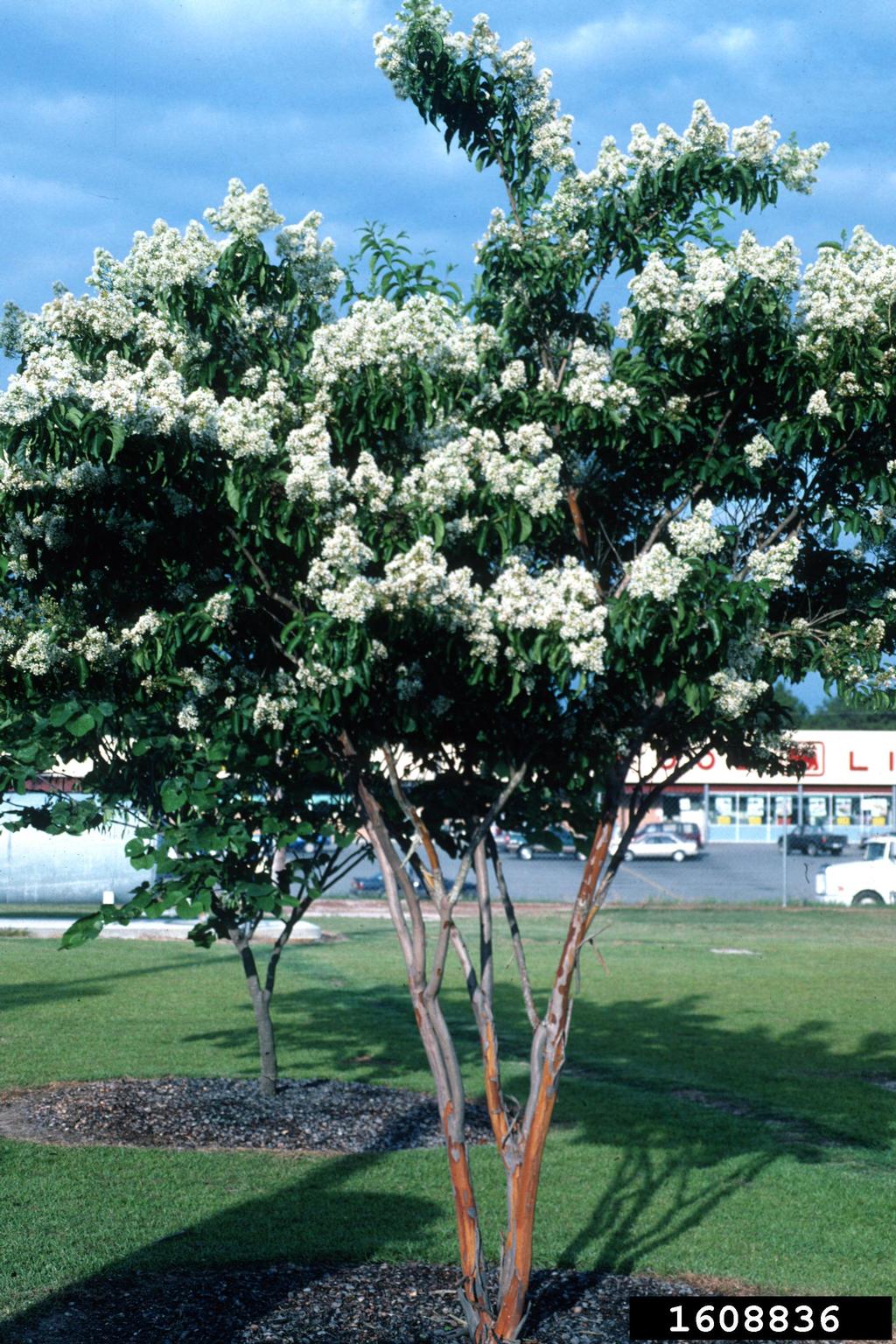 lagerstroemia (Lagerstroemia subcostata var. fauriei (Koehne) Hatus. ex ...