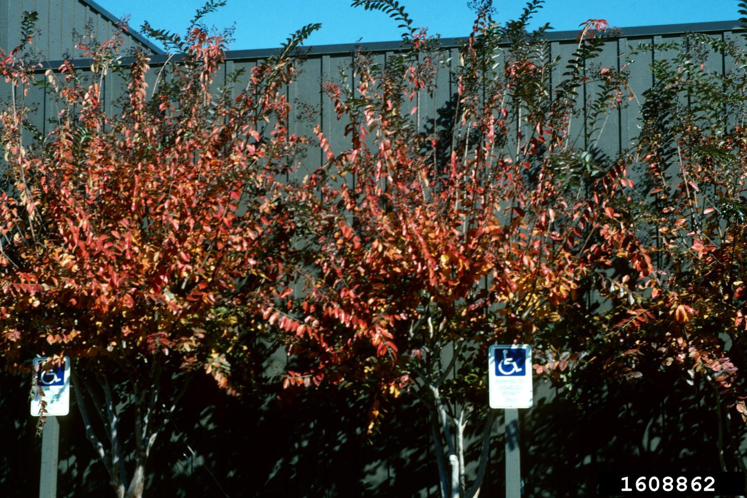 hybrid crapemyrtle (Lagerstroemia indica x l. fauriei)