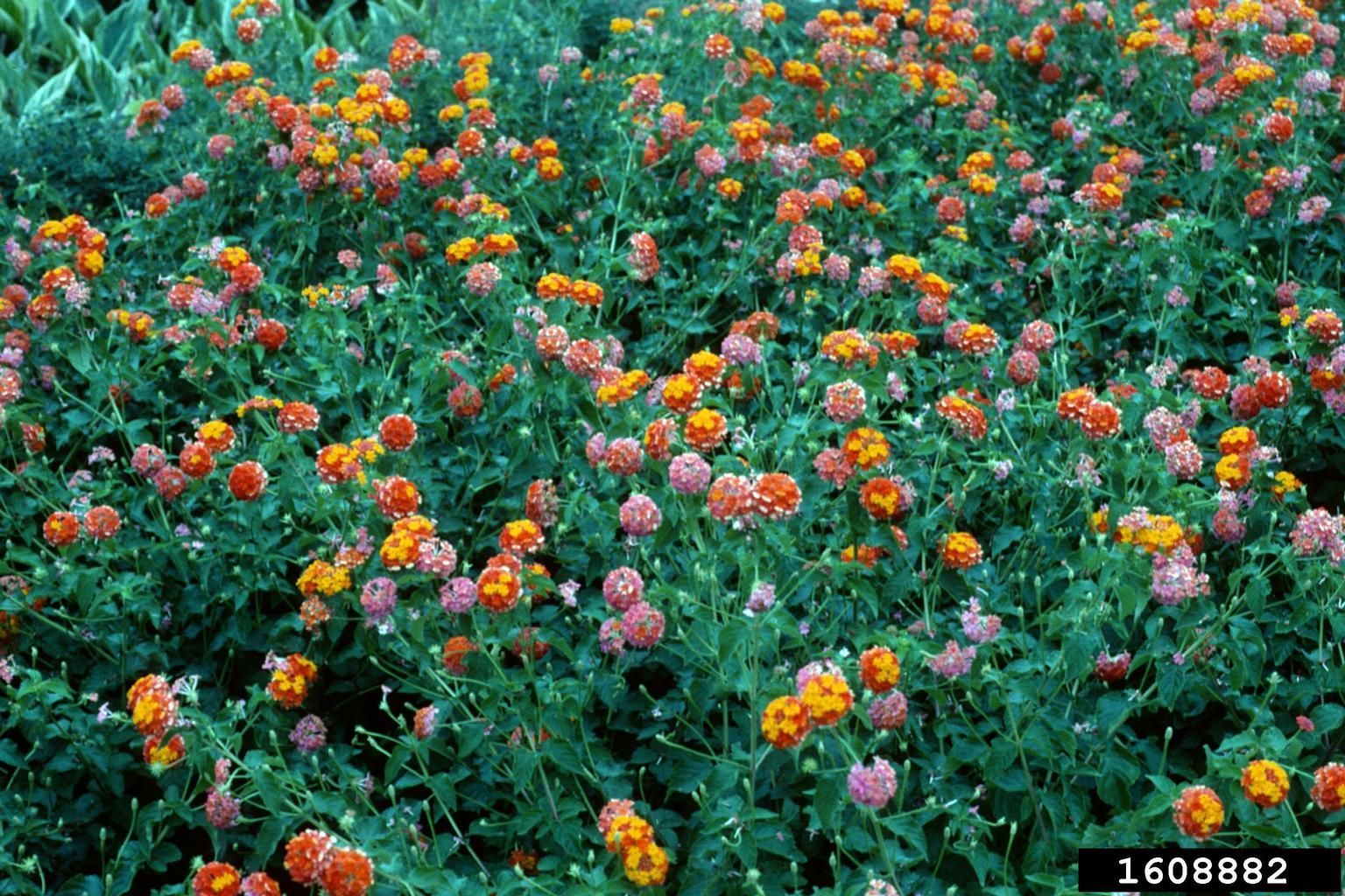 largeleaf lantana (Lantana camara)