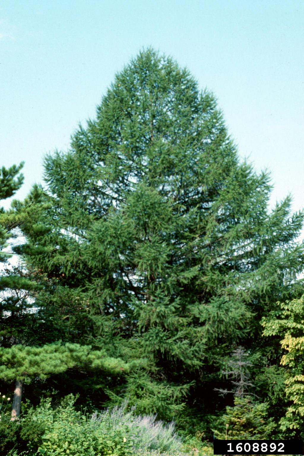 European larch (Larix decidua P. Mill.)