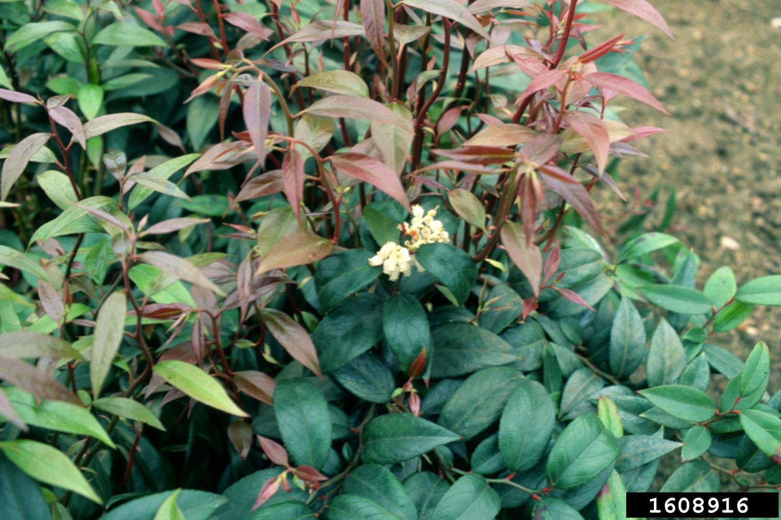 coastal doghobble (Leucothoe axillaris (Lam.) D. Don)