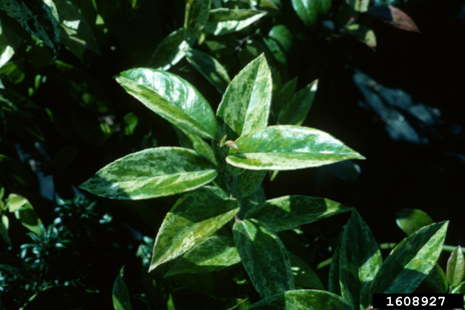 coastal doghobble (Leucothoe axillaris)
