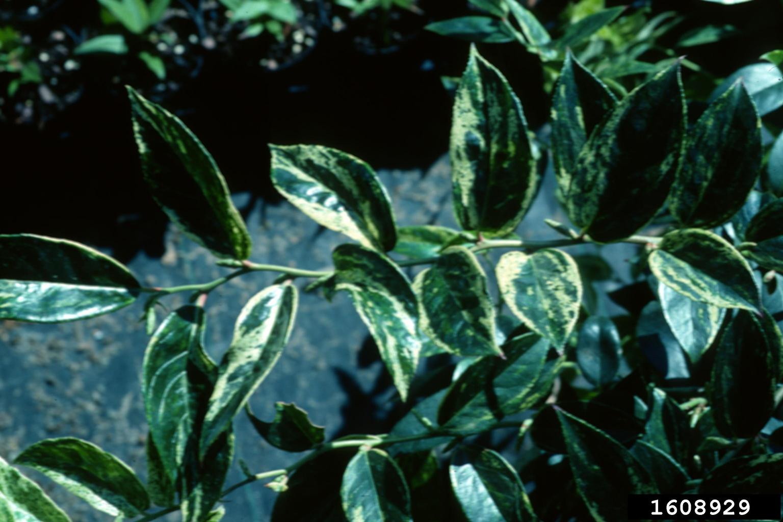 coastal doghobble, Leucothoe axillaris (Ericales: Ericaceae) - 1608929