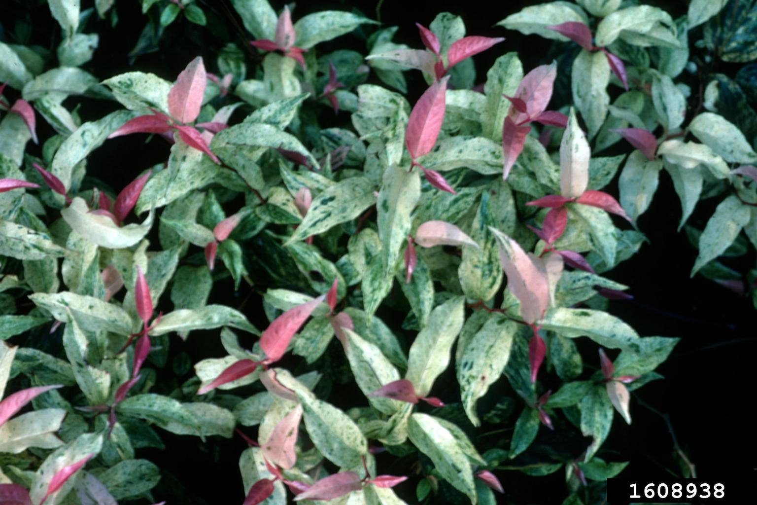 highland doghobble (Leucothoe fontanesiana)