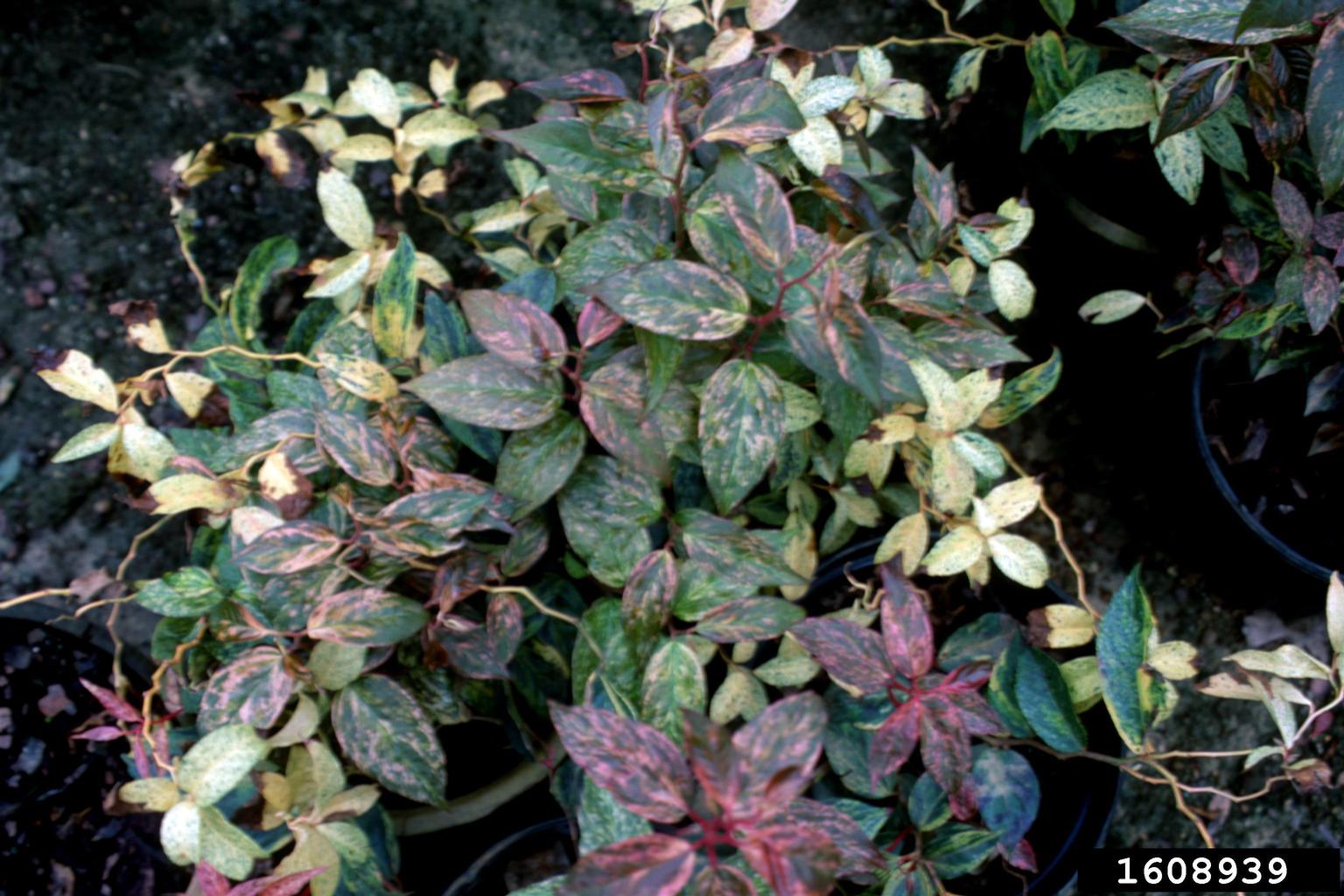 highland doghobble (Leucothoe fontanesiana)