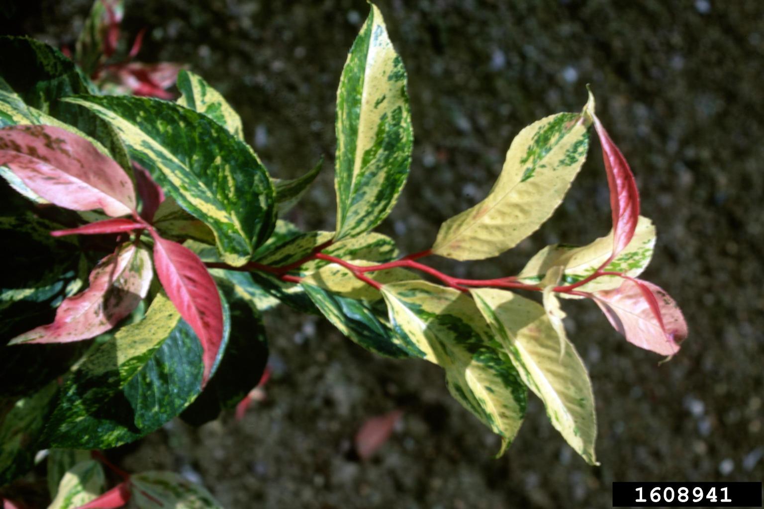 highland doghobble (Leucothoe fontanesiana)