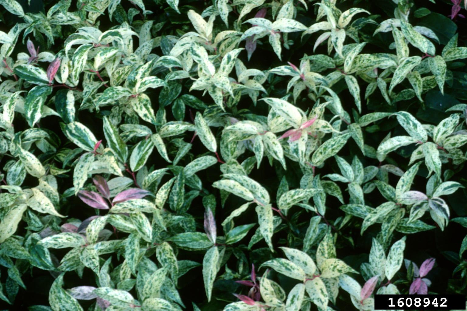 highland doghobble (Leucothoe fontanesiana)