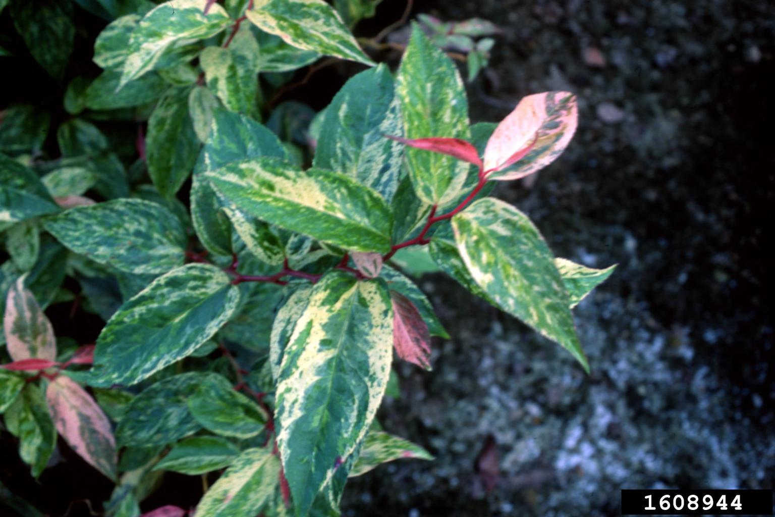 highland doghobble (Leucothoe fontanesiana)