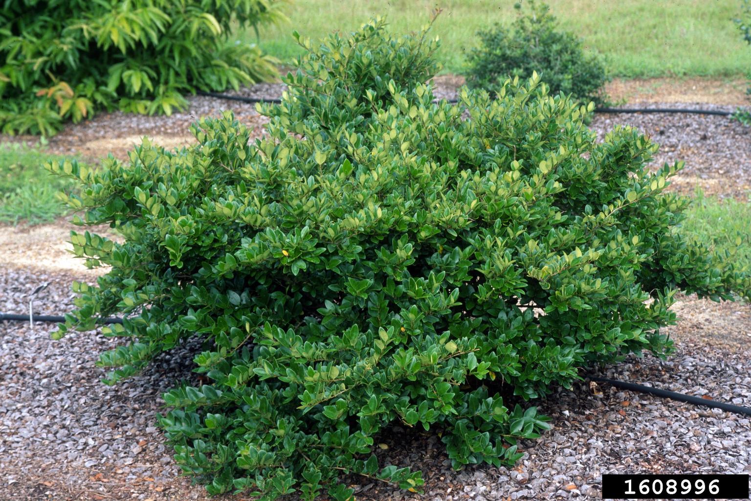 Japanese privet (Ligustrum japonicum)