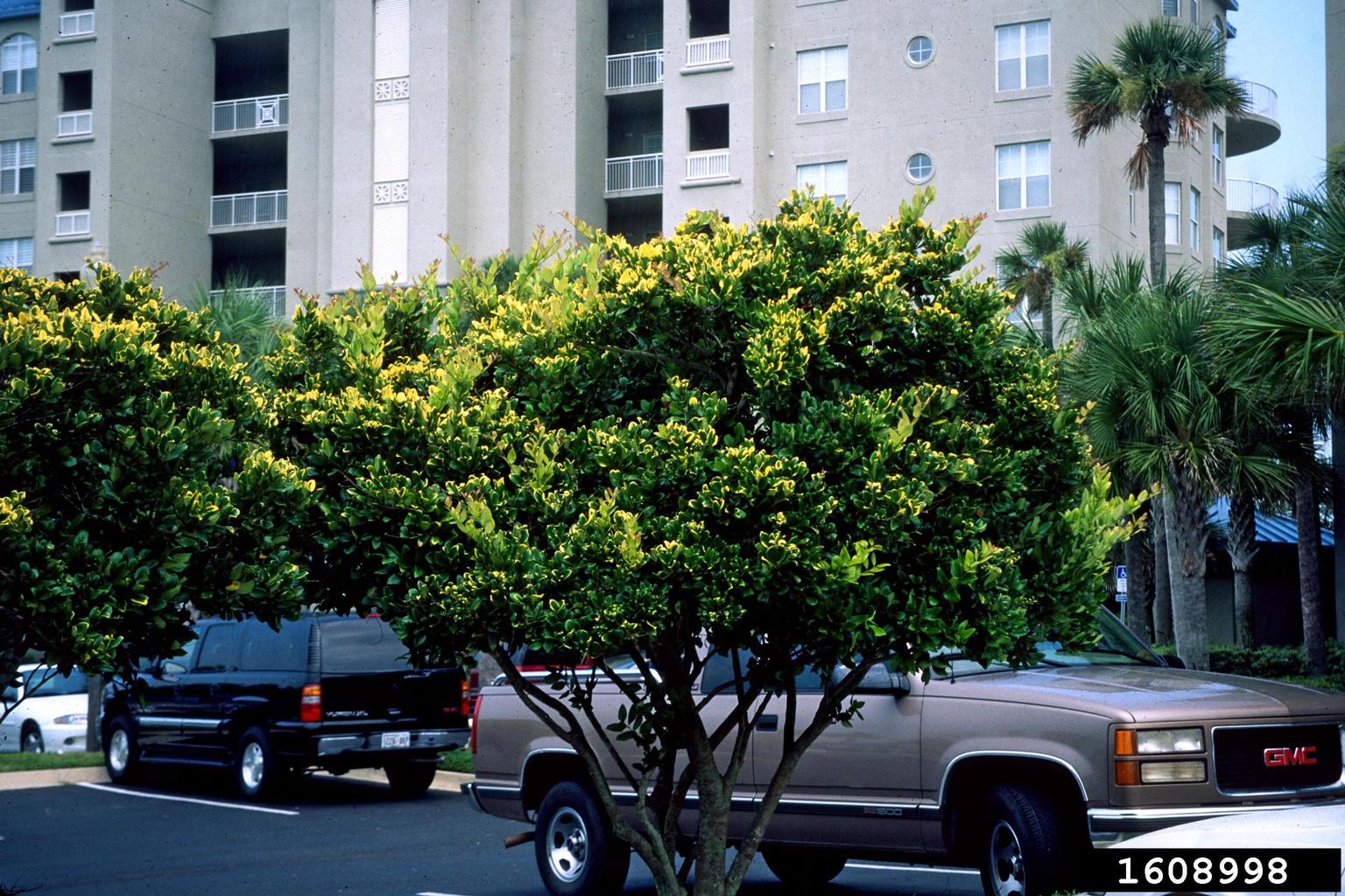 Japanese privet (Ligustrum japonicum Thunb.)