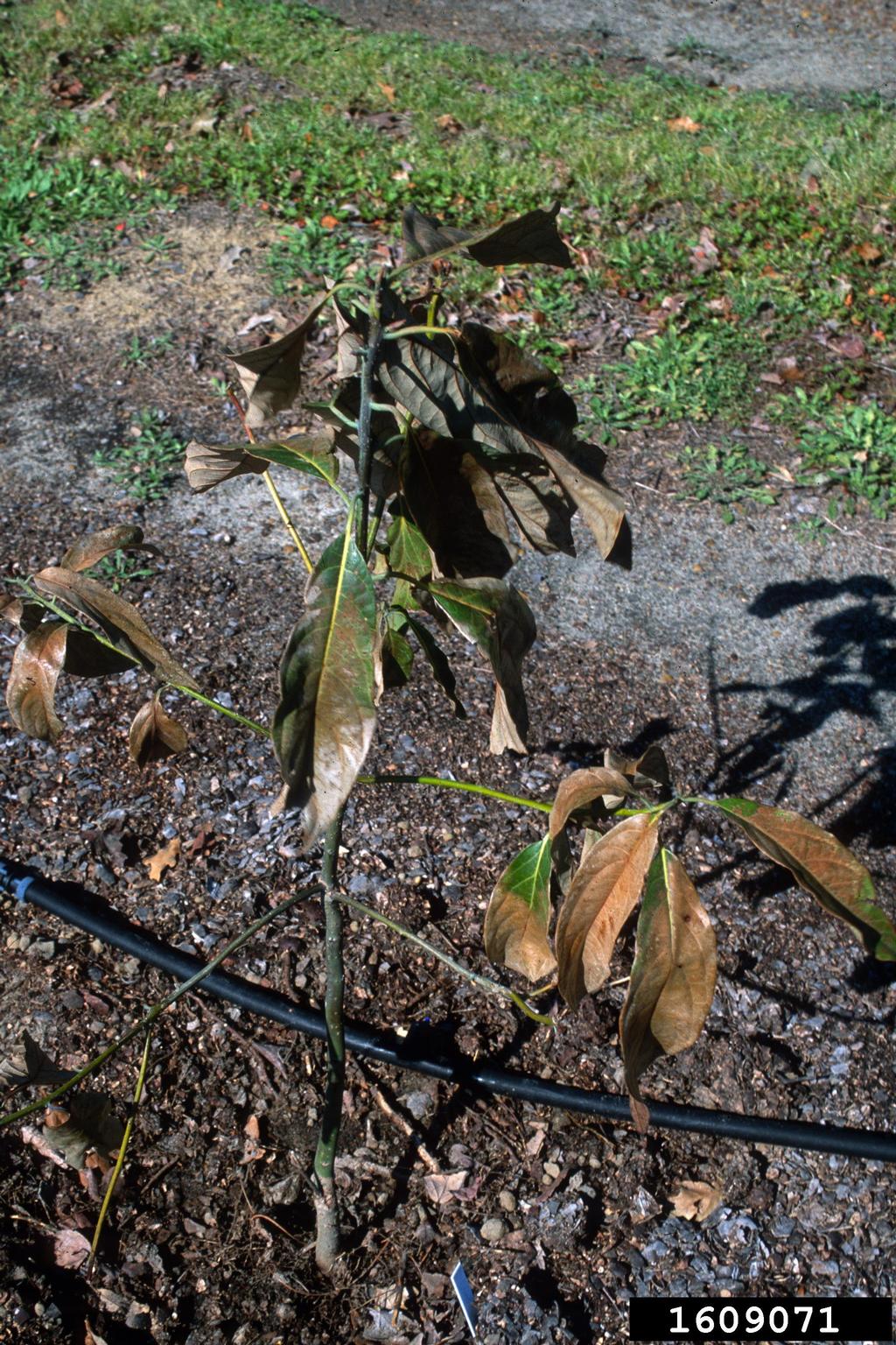 cold injury (low temperature)