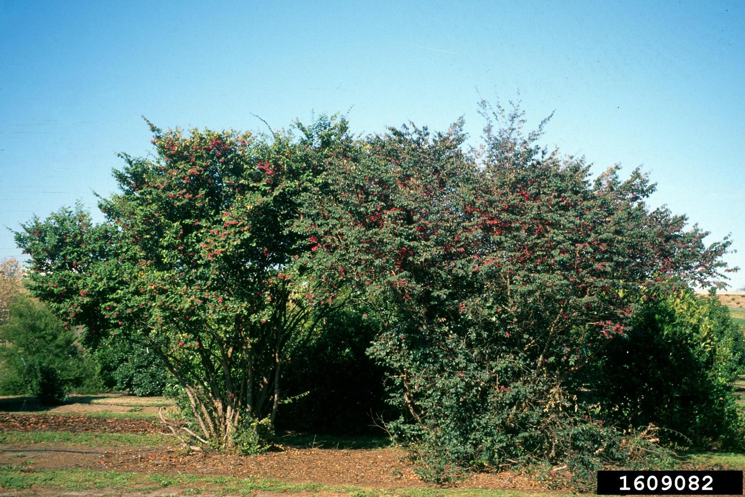 Chinese fringe-bush (Loropetalum chinense Oliv.)