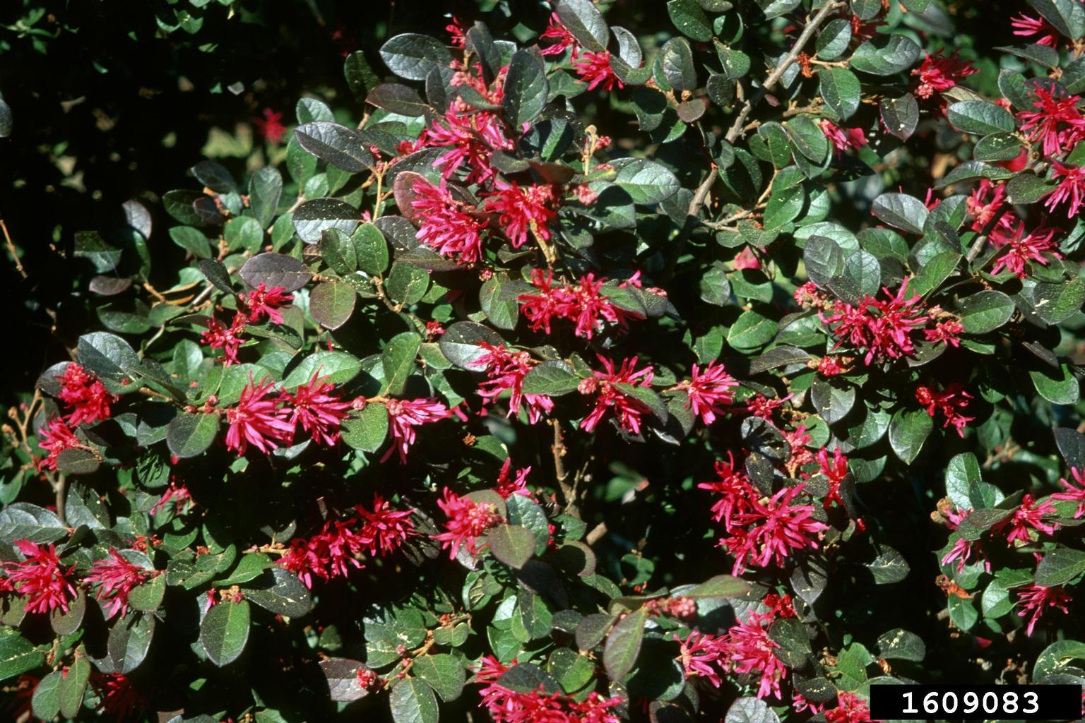 Chinese fringe-bush (Loropetalum chinense)