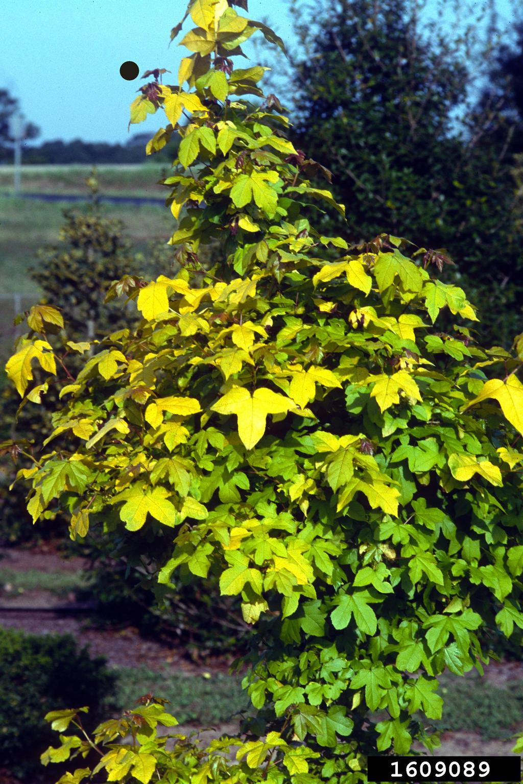 Formosan sweetgum (Liquidambar formosana)