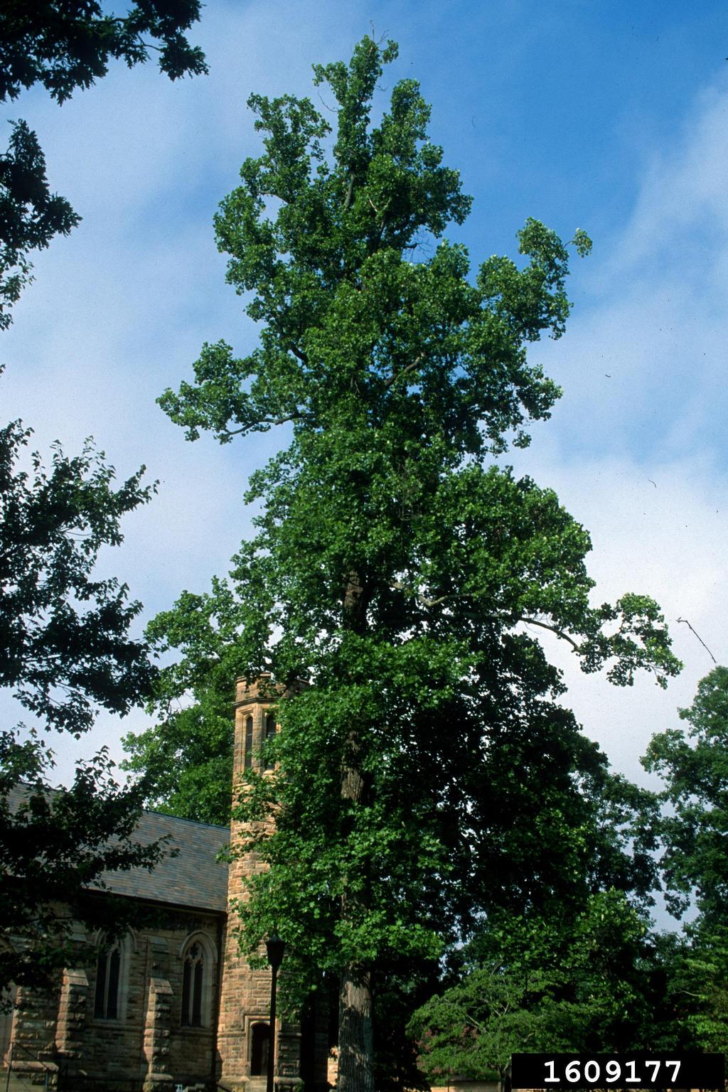 yellow-poplar (Liriodendron tulipifera L.)
