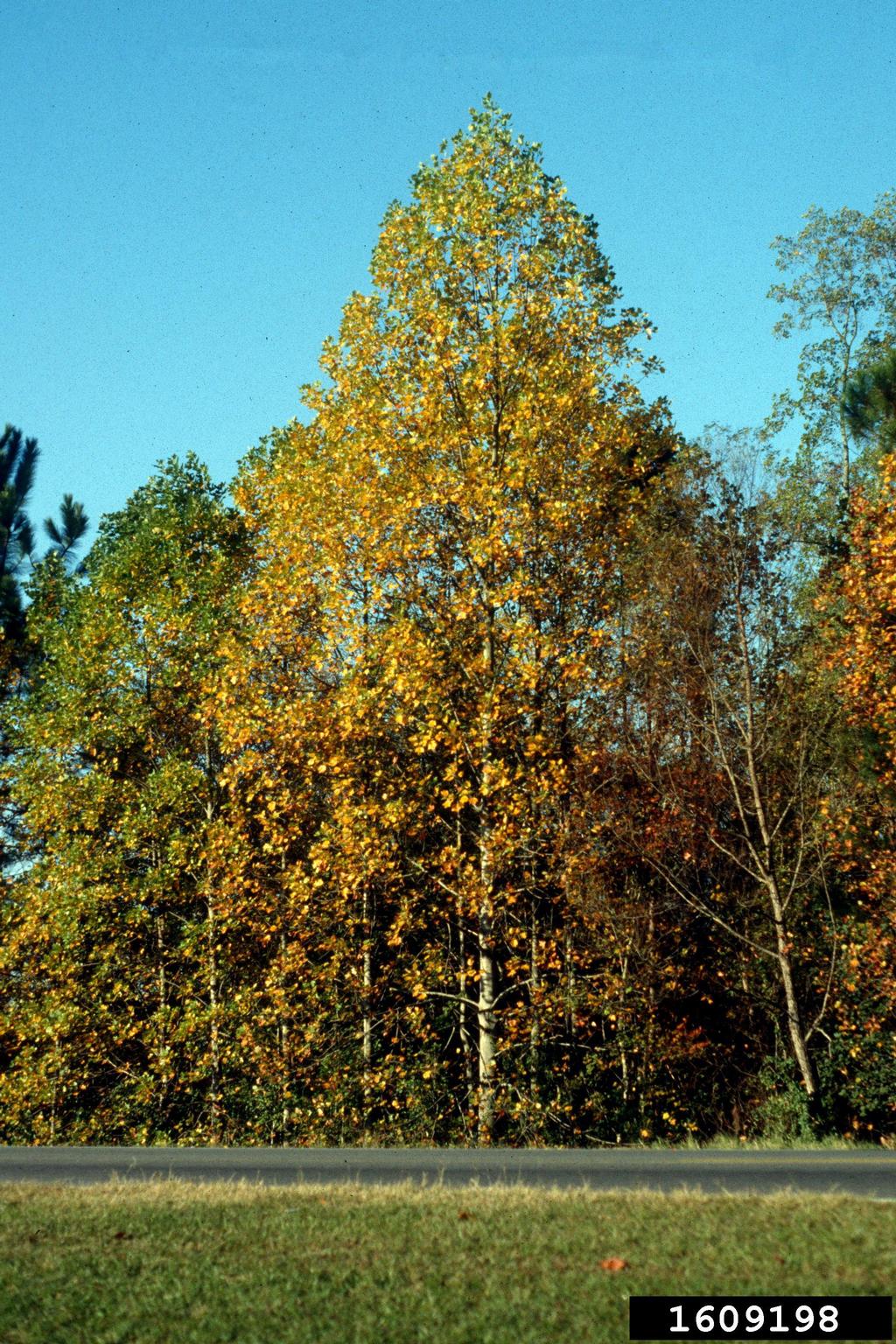 yellow-poplar (Liriodendron tulipifera)