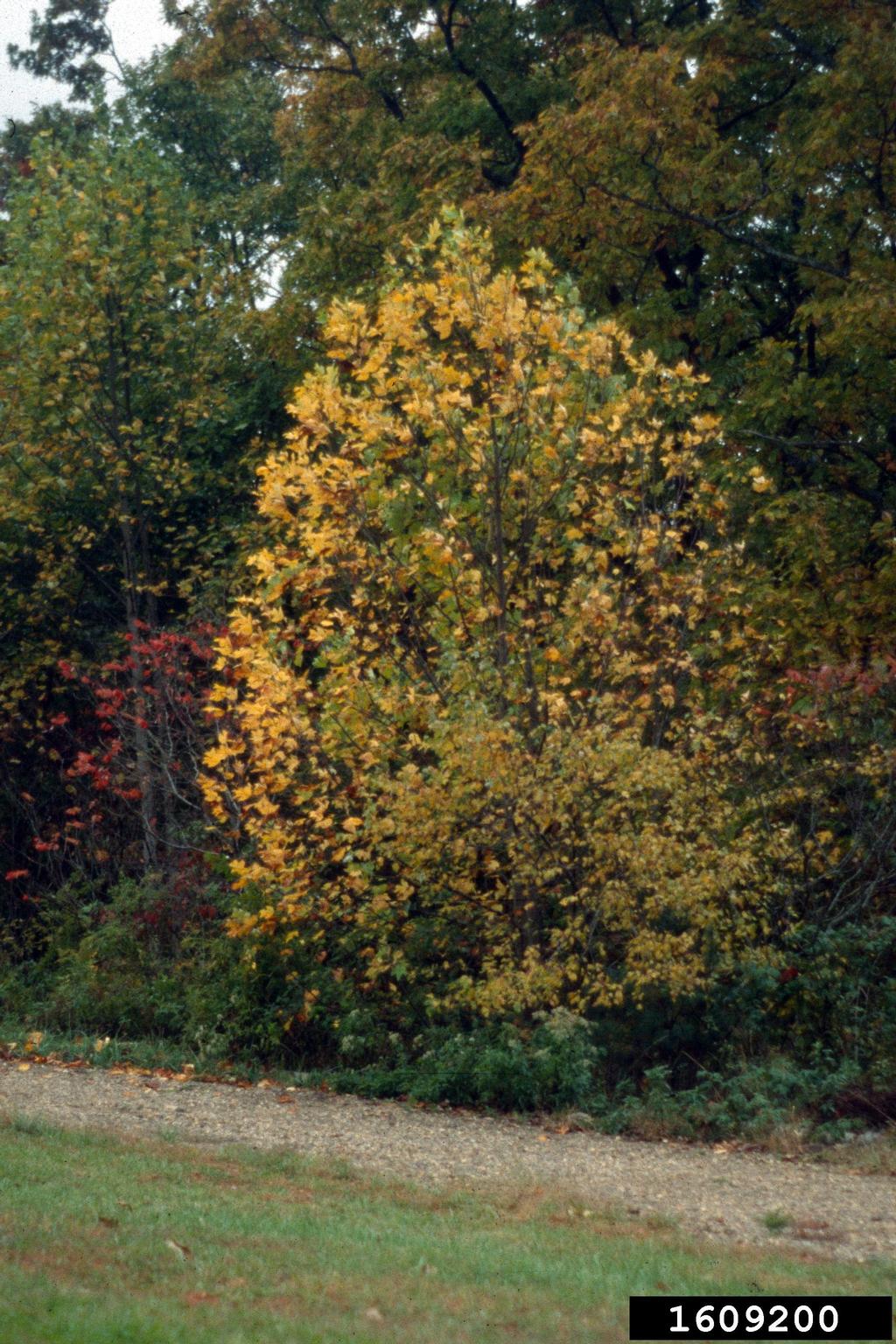 yellow-poplar (Liriodendron tulipifera)