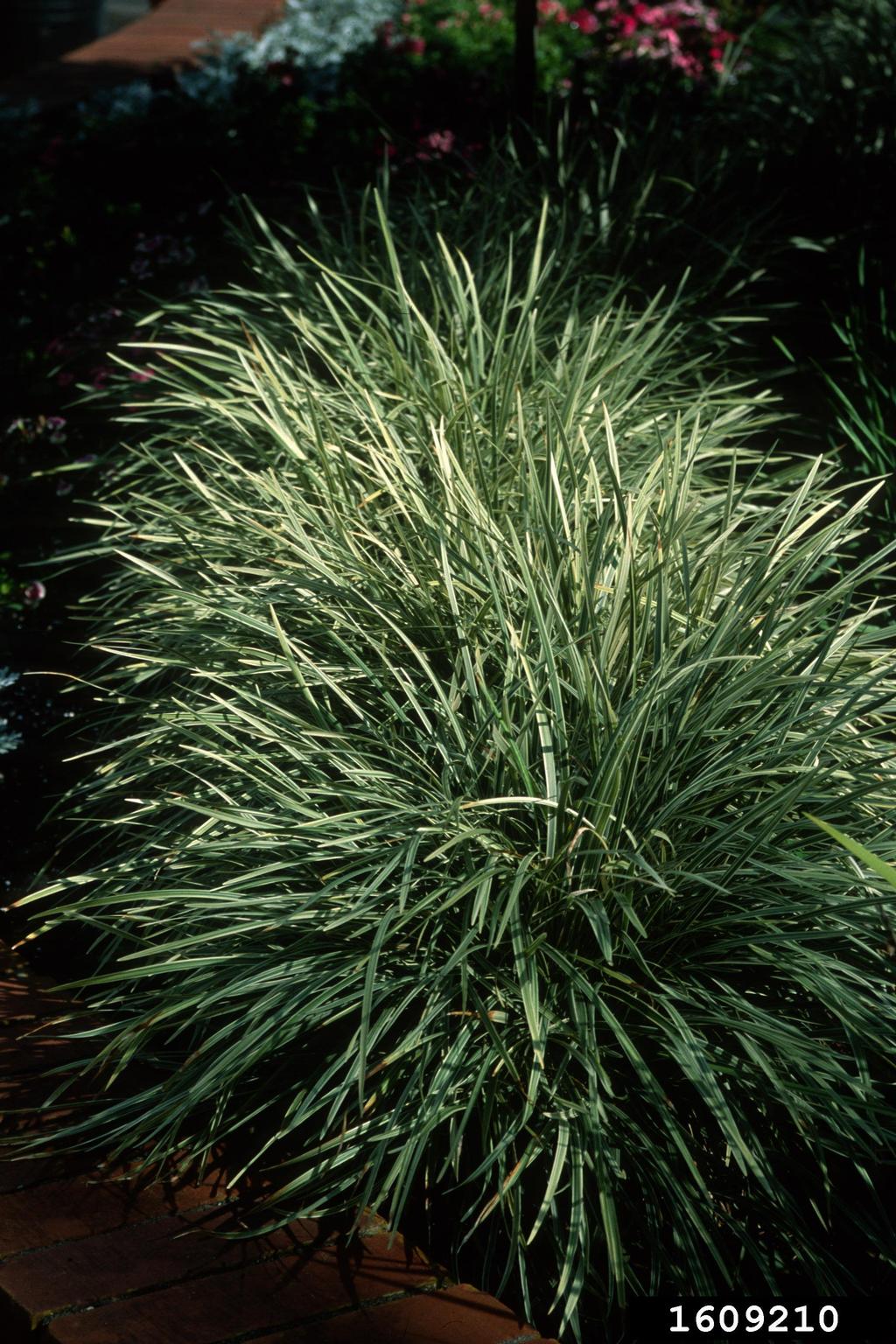 monkeygrass, Liriope muscari (Asparagales: Asparagaceae) - 1609210
