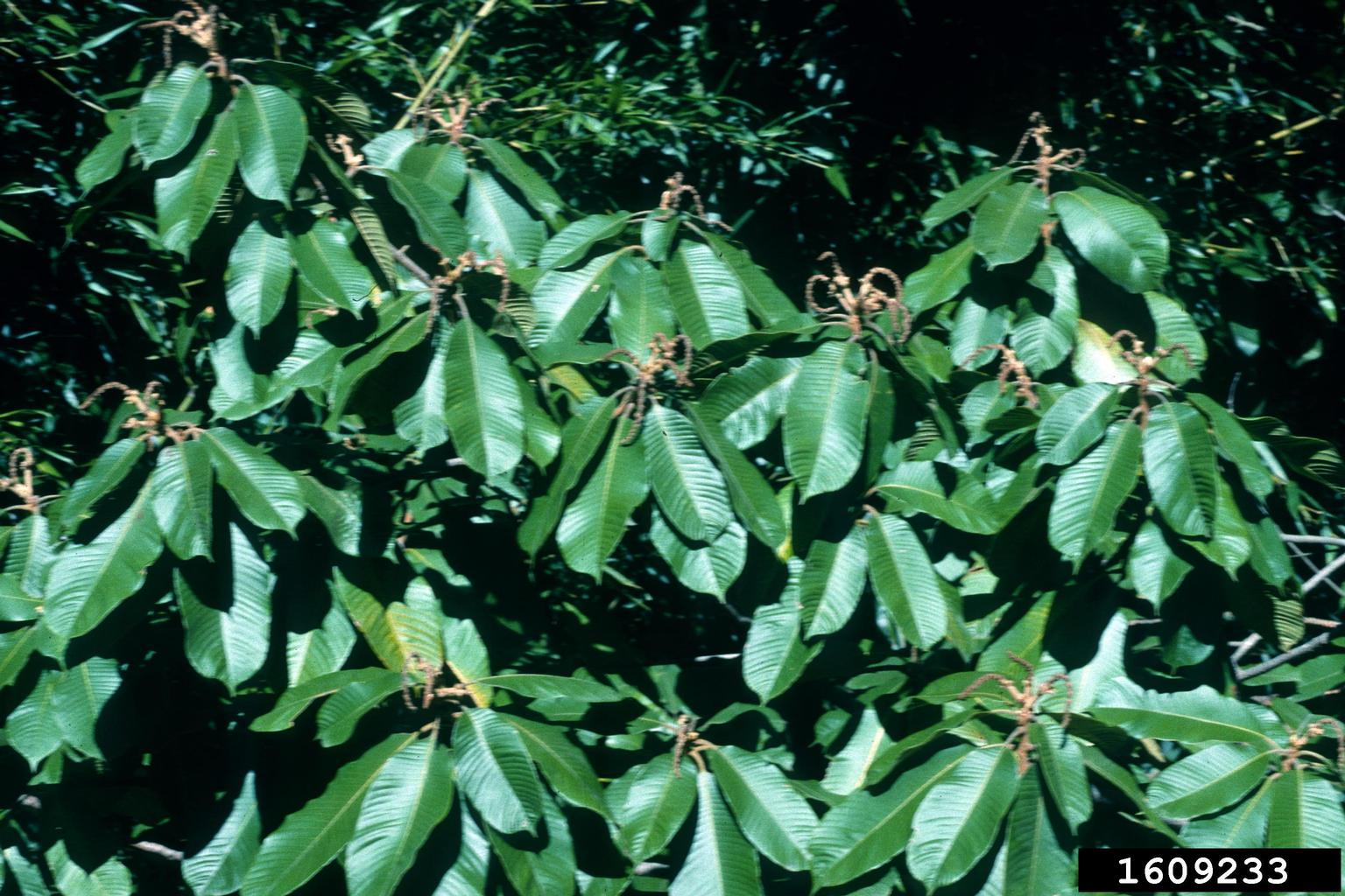 tanoak (Lithocarpus corneus)