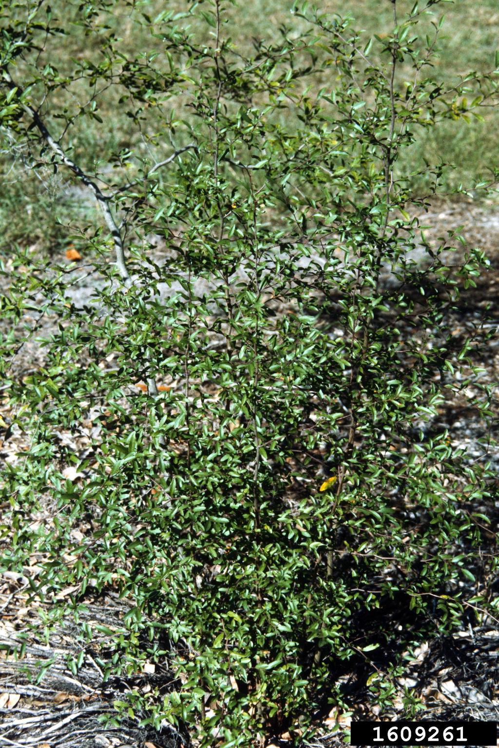 pondspice (Litsea aestivalis)