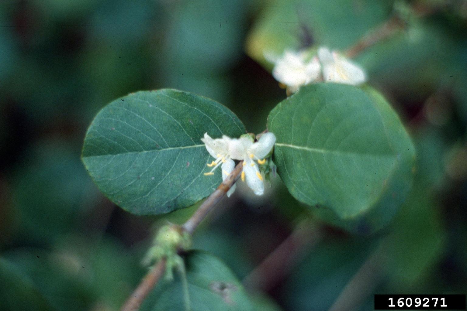 sweet breath of spring (Lonicera fragrantissima Lindl. & Paxton)