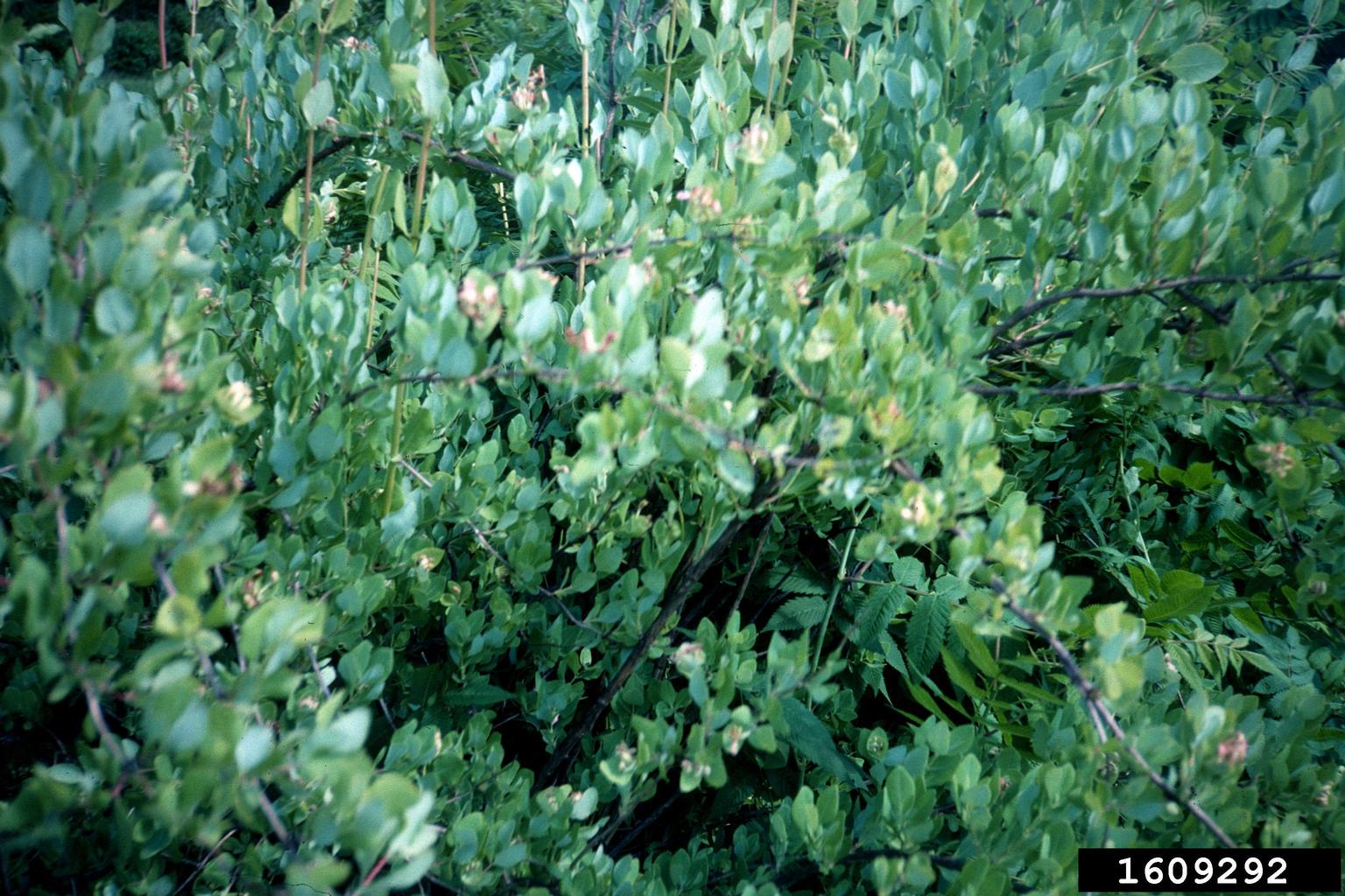 western white honeysuckle (Lonicera albiflora Torr. & A. Gray)