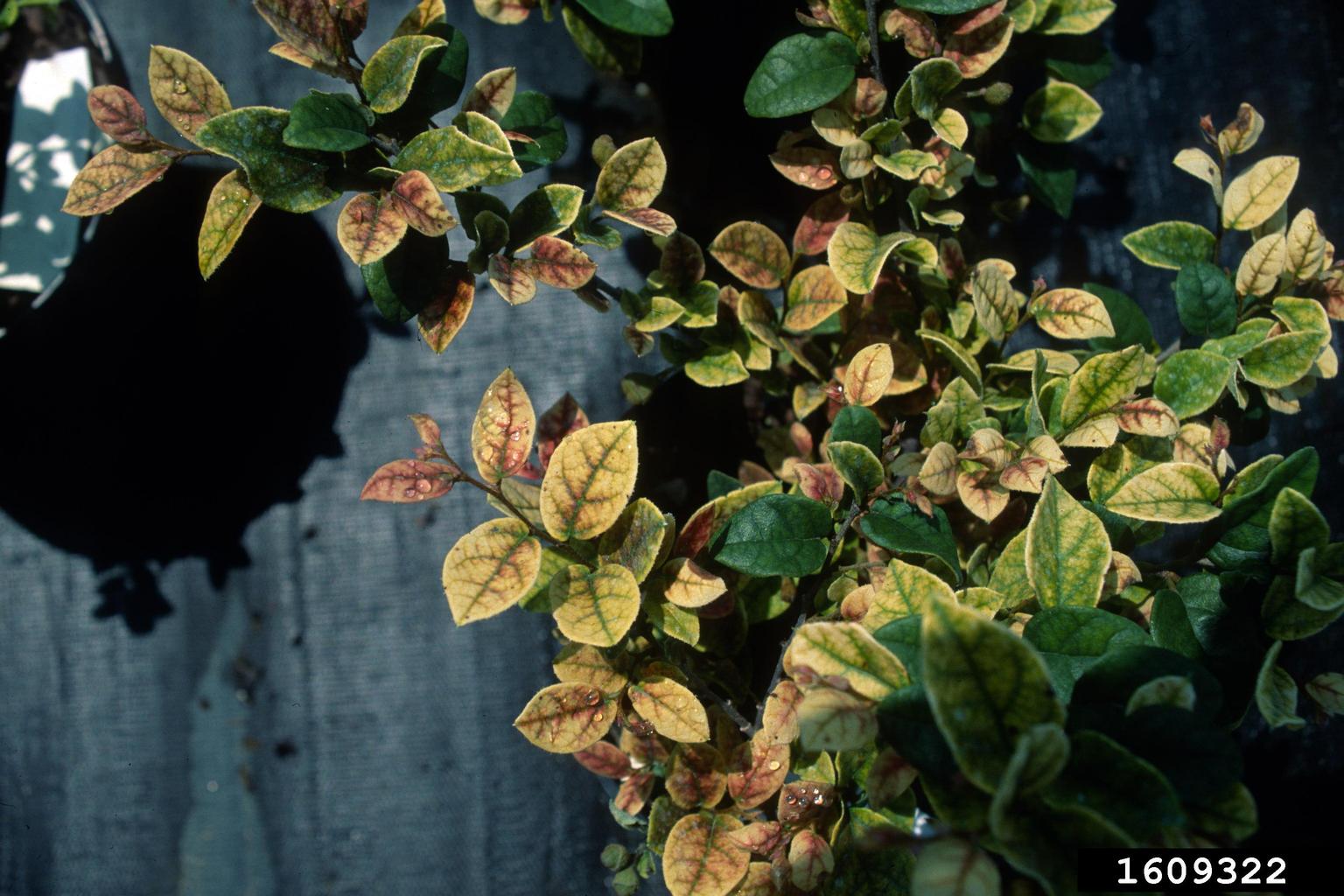 Chinese fringe-bush (Loropetalum chinense)