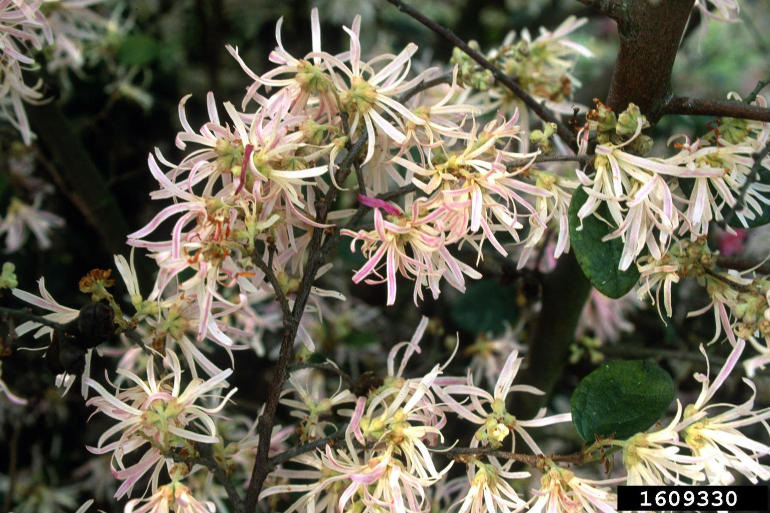 Chinese fringe-bush (Loropetalum chinense Oliv.)