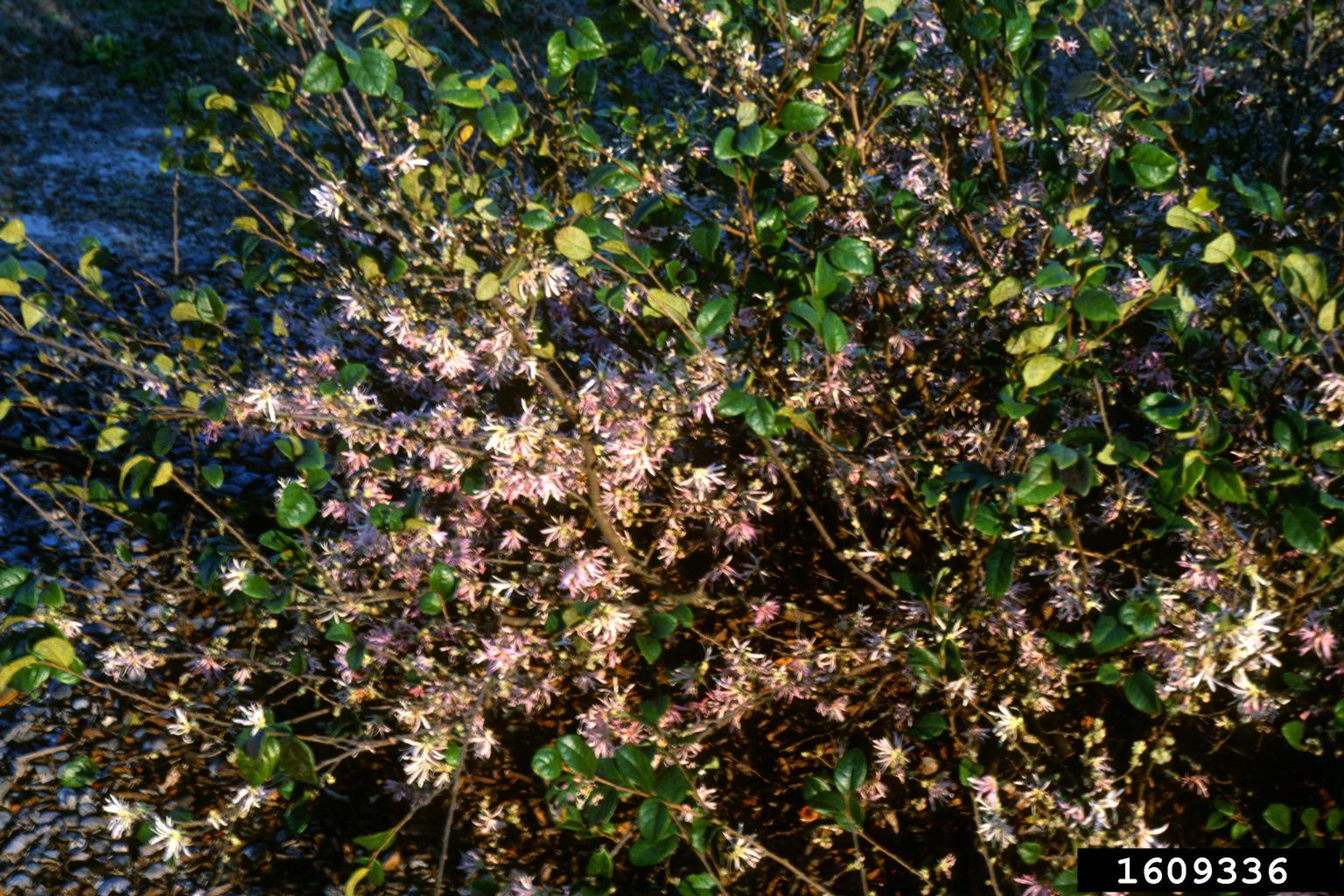 Chinese fringe-bush (Loropetalum chinense Oliv.)