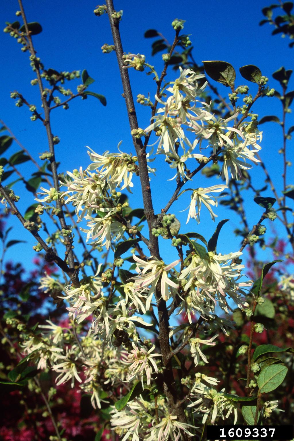 Chinese fringe-bush (Loropetalum chinense)