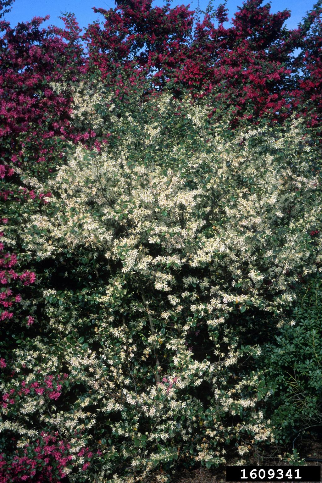 Chinese fringe-bush (Loropetalum chinense Oliv.)